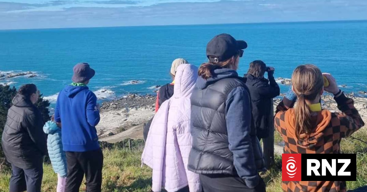 Great Kaikōura Whale Count at 51 at midpoint of annual survey | RNZ