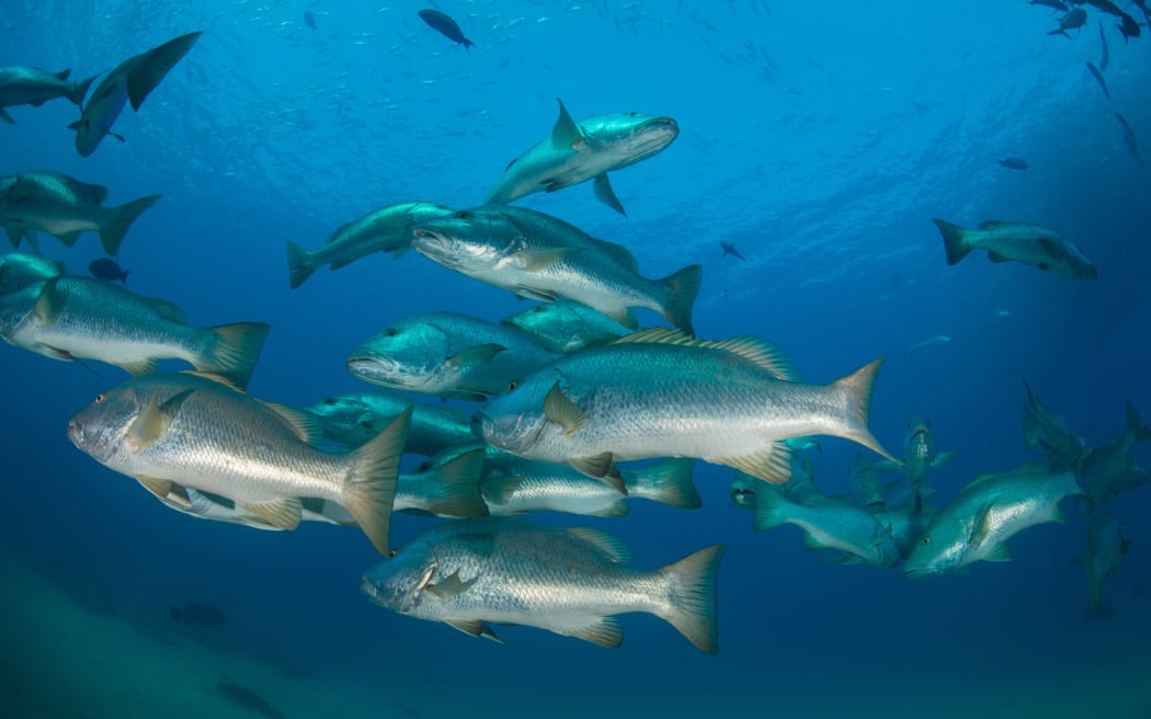 Marine life mapped in Samoa campaign | RNZ News