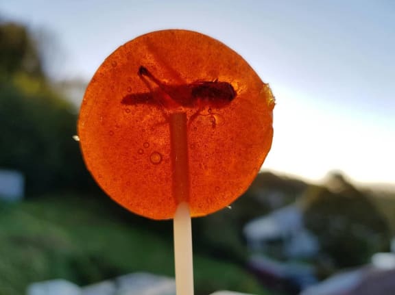 New Zealand's first locust farmer on eating insects | RNZ