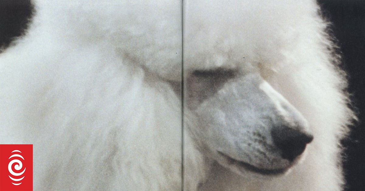 Introducing: Strange Stains | RNZ