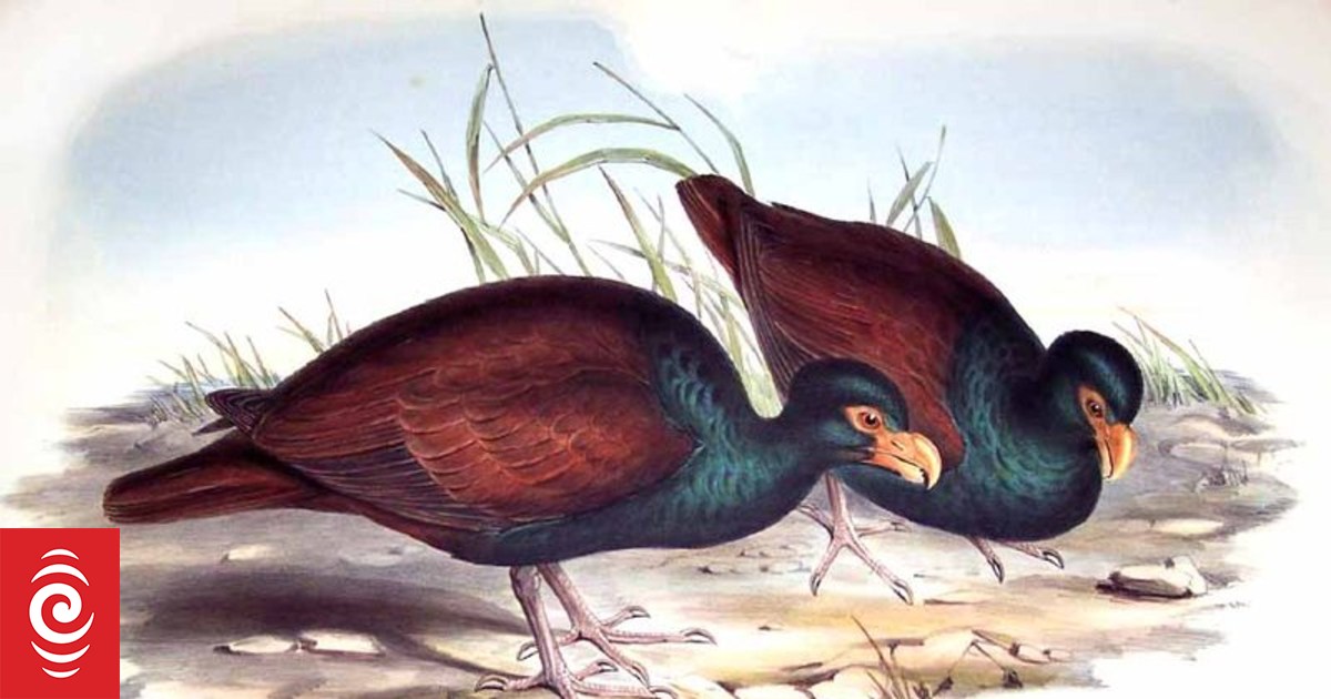 Focus goes on hunters to save Samoa's Manumea | RNZ News