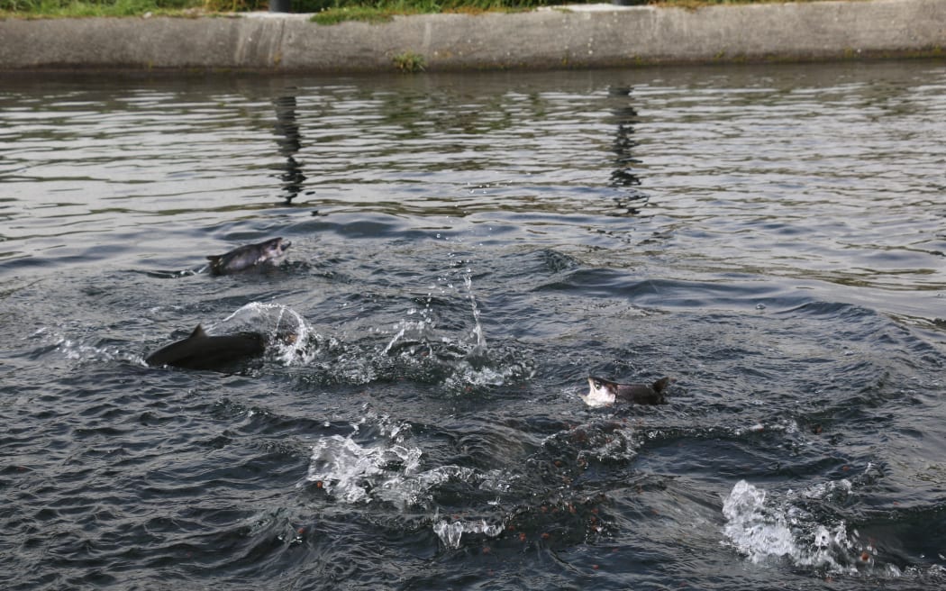 Country Life: Spawning day at Akaroa King Salmon | RNZ News