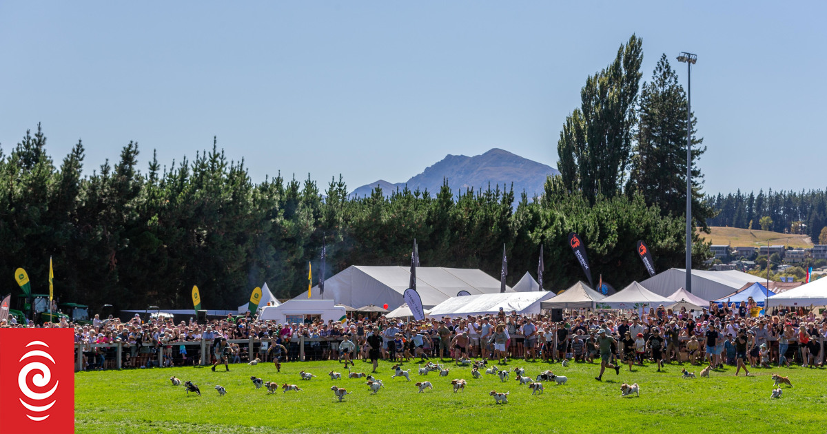 Rush of Jack Russells in Wānaka | RNZ