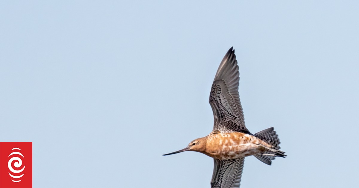 The mystery of how godwits sleep in flight | RNZ