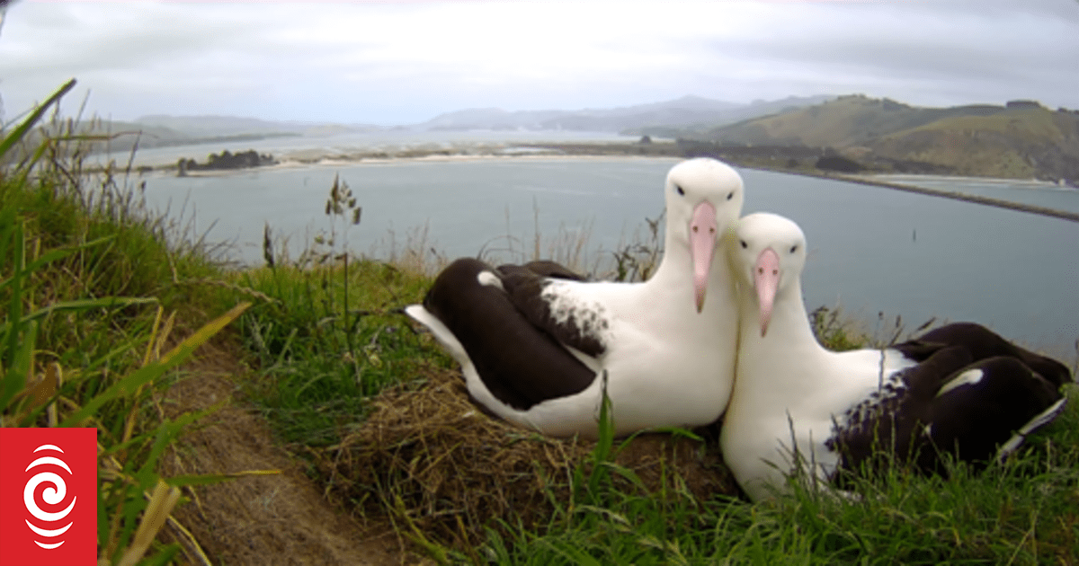 Investigation into missing albatross eggs | RNZ
