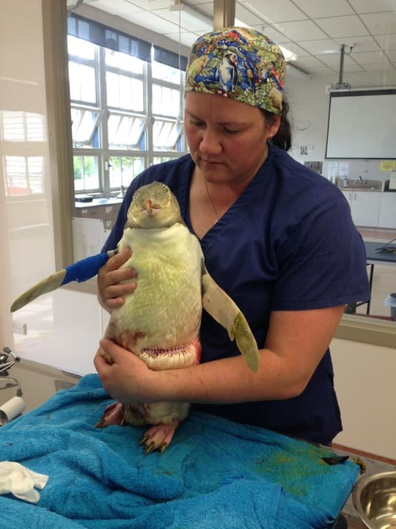 Funding a future for Dunedin's penguin hospital | RNZ