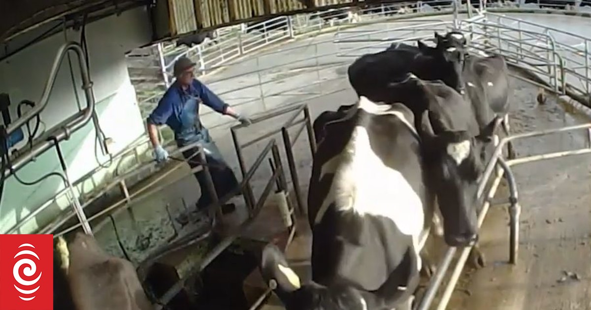 Northland farm in spotlight again over allegations of mutilated cattle ...