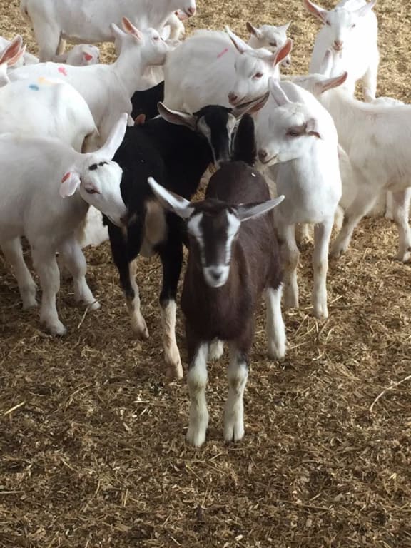 Oete Goat Farm | A Gallery from Nine To Noon | RNZ National