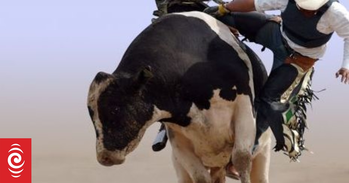 Bull's death after rodeo 'regrettable' | RNZ News
