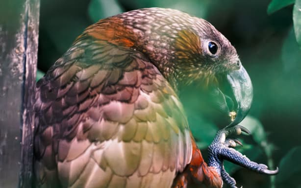 Native bird numbers double in Miramar Peninsula | RNZ