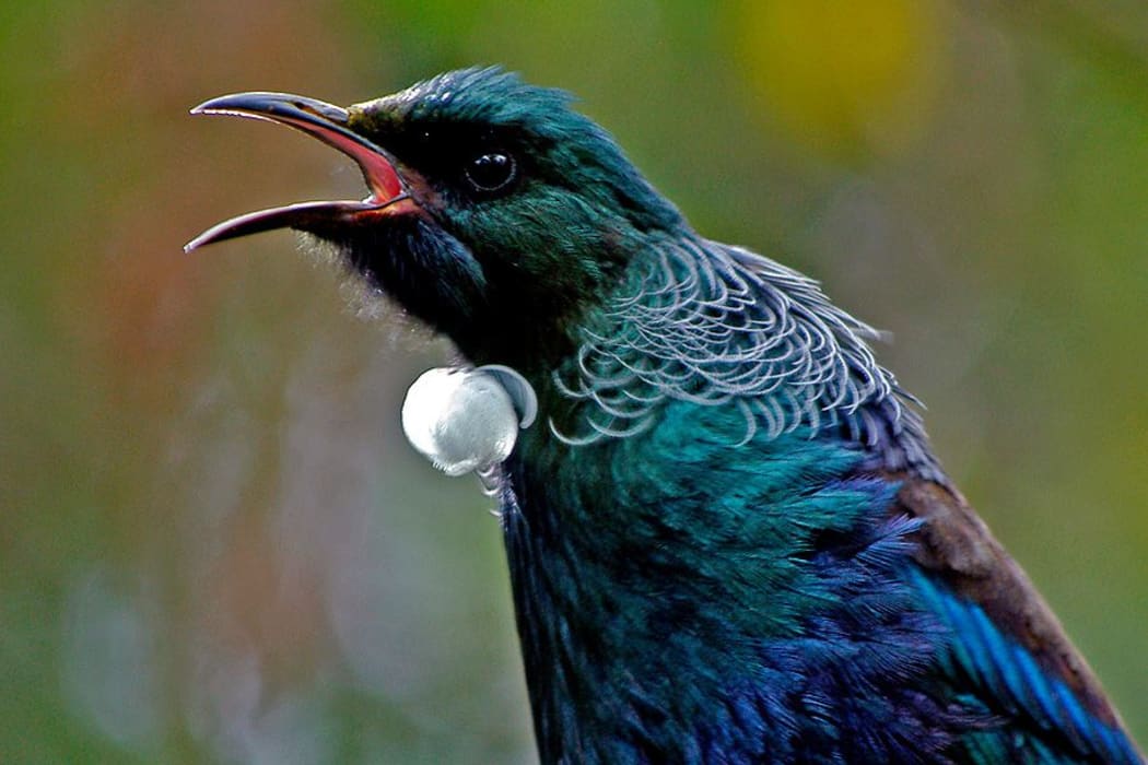 Flap battles: Tuneful rivals ruffle tui's feathers | RNZ News