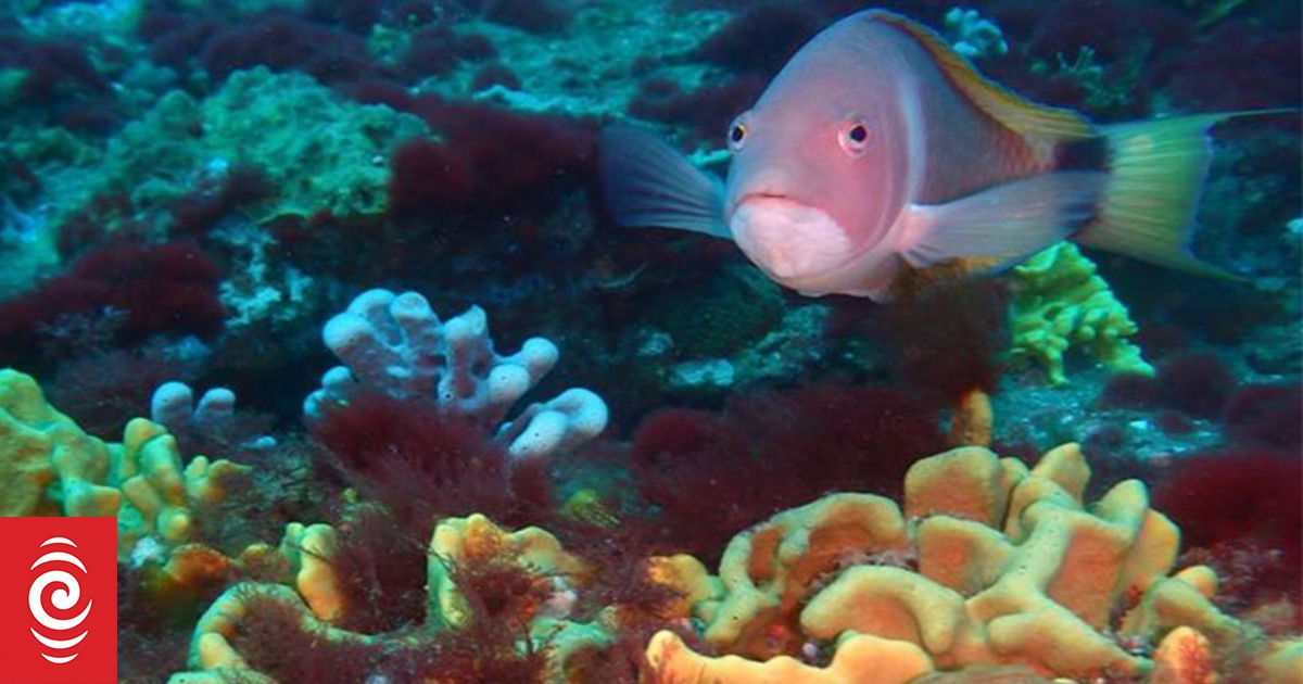 Underwater survey finds abundant reefs off Pātea coast | RNZ News