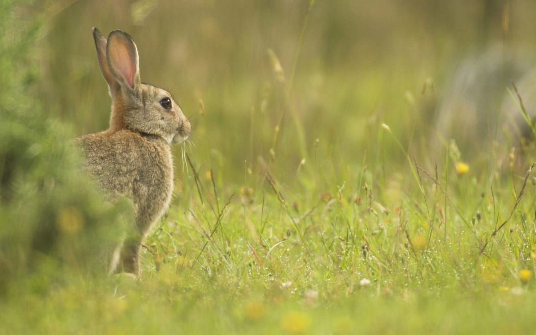 Should councils be helping more with wild rabbits? | RNZ News