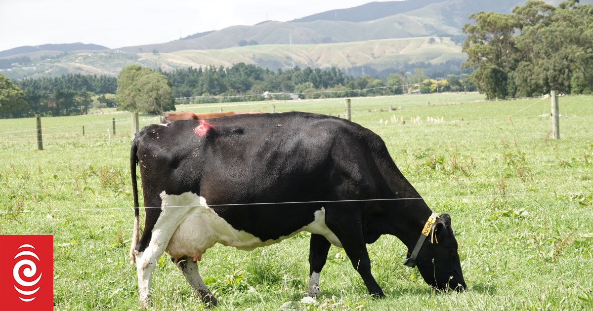 Woman remembers cow that swam her to safety during floods | RNZ