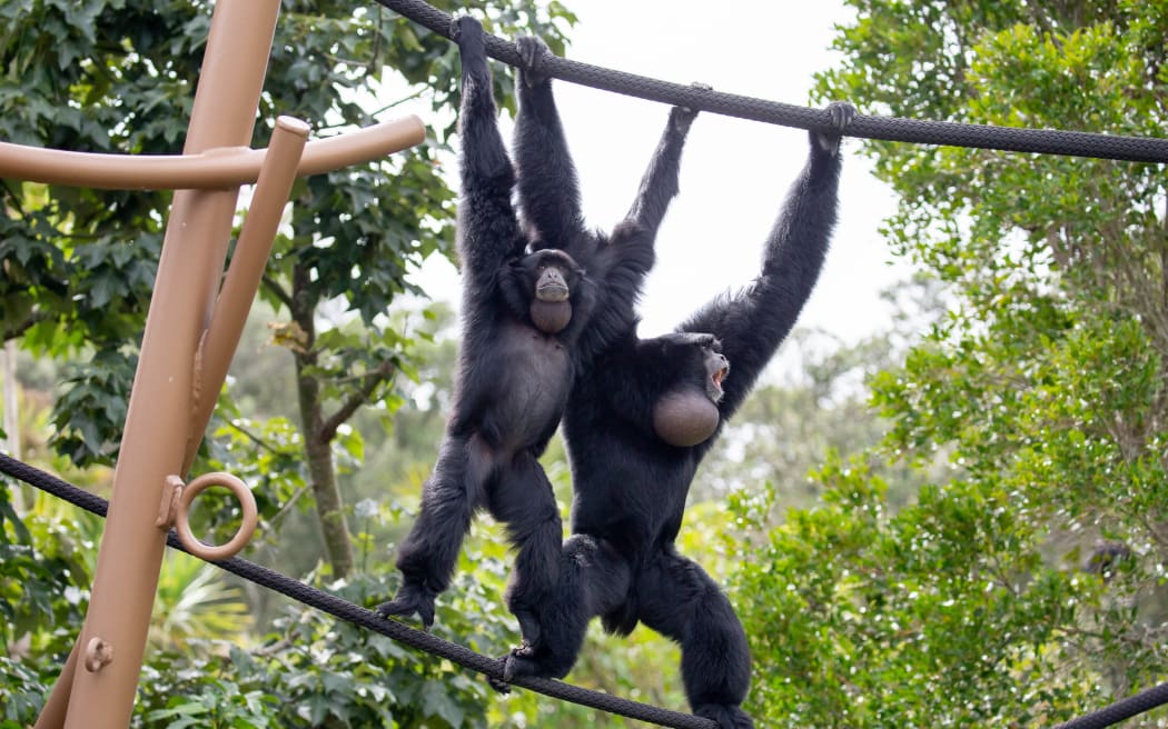 Auckland Zoo's century filled with odd tales, exotic animals and ...
