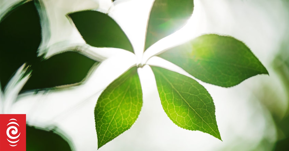 Bionic leaf 'game-changer' in renewable tech | RNZ