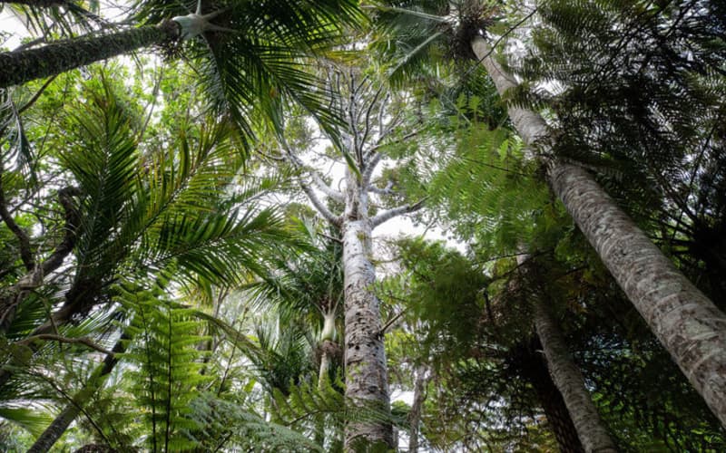 Greens push for $50m from Jobs for Nature fund to protect kauri forests ...