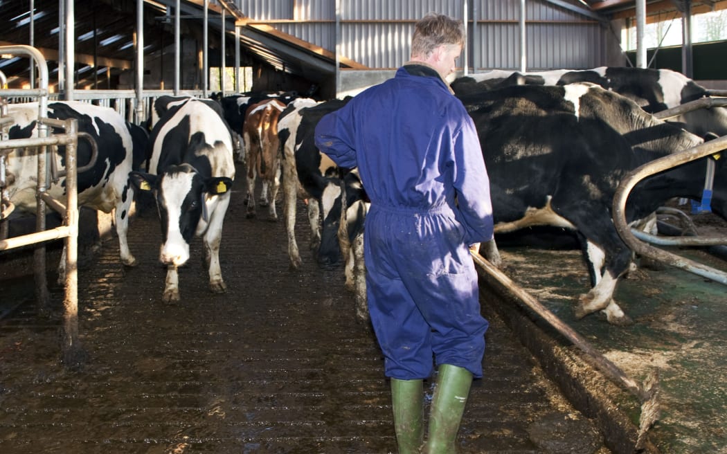 Growth in farm worker salaries 'impressive' - Federated Farmers | RNZ News