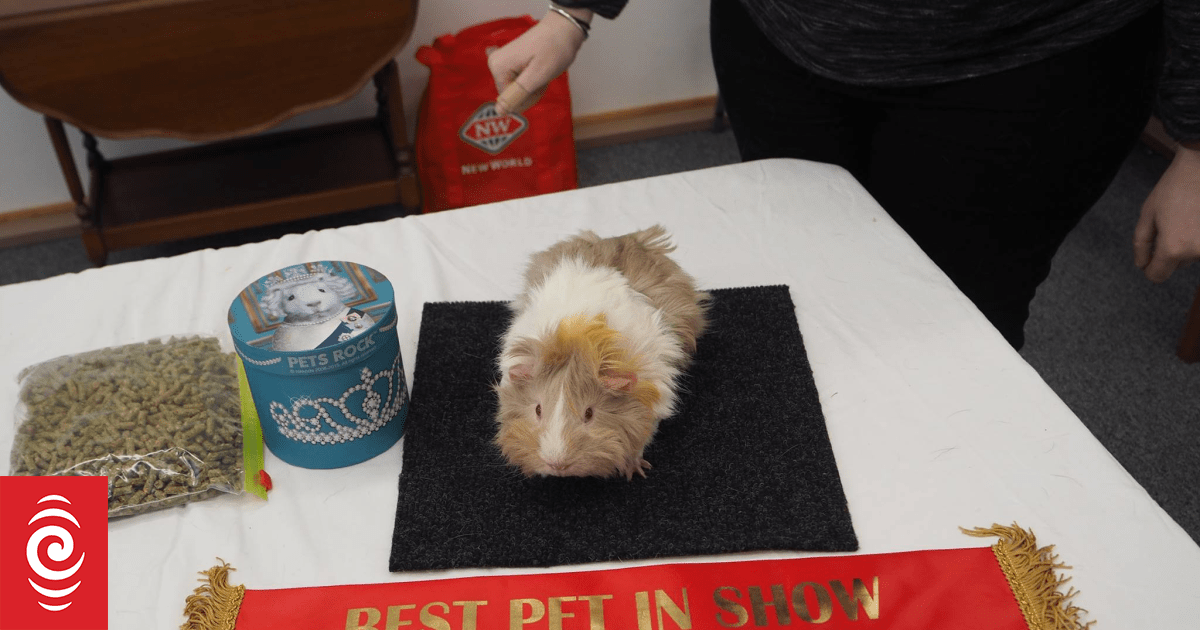 This Weekend: Anzac Weekend Guinea Pig Show | RNZ