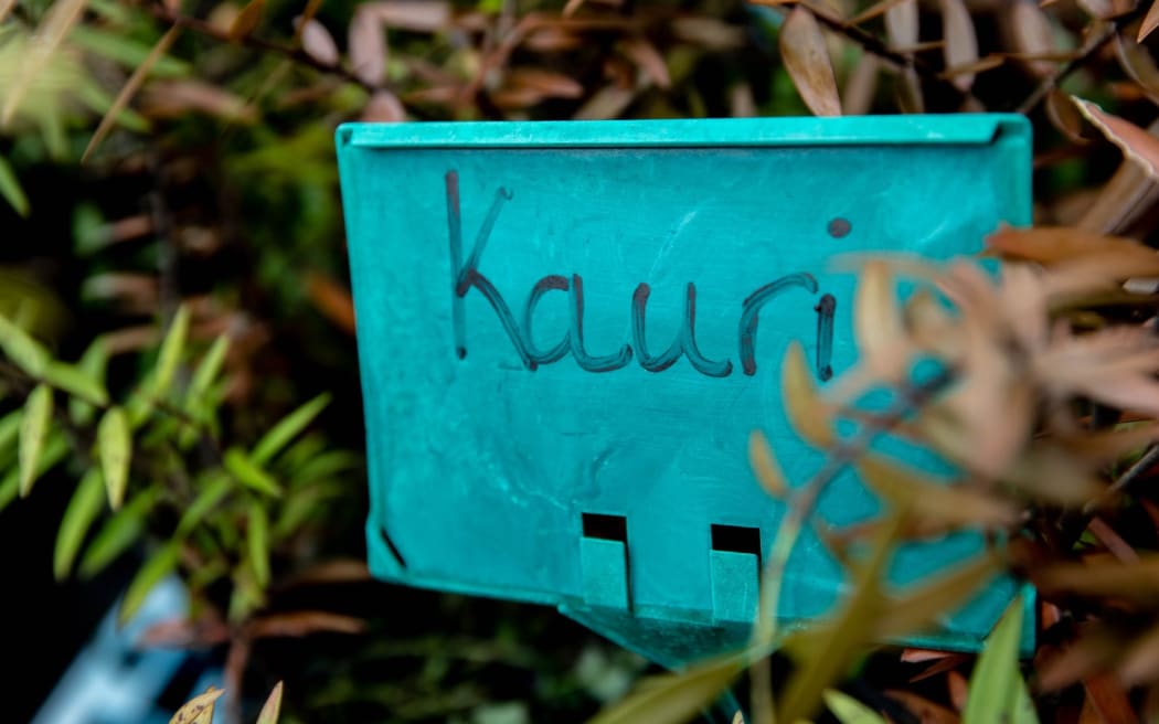 Auckland's first kauri dieback sniffer dogs ready for work | RNZ