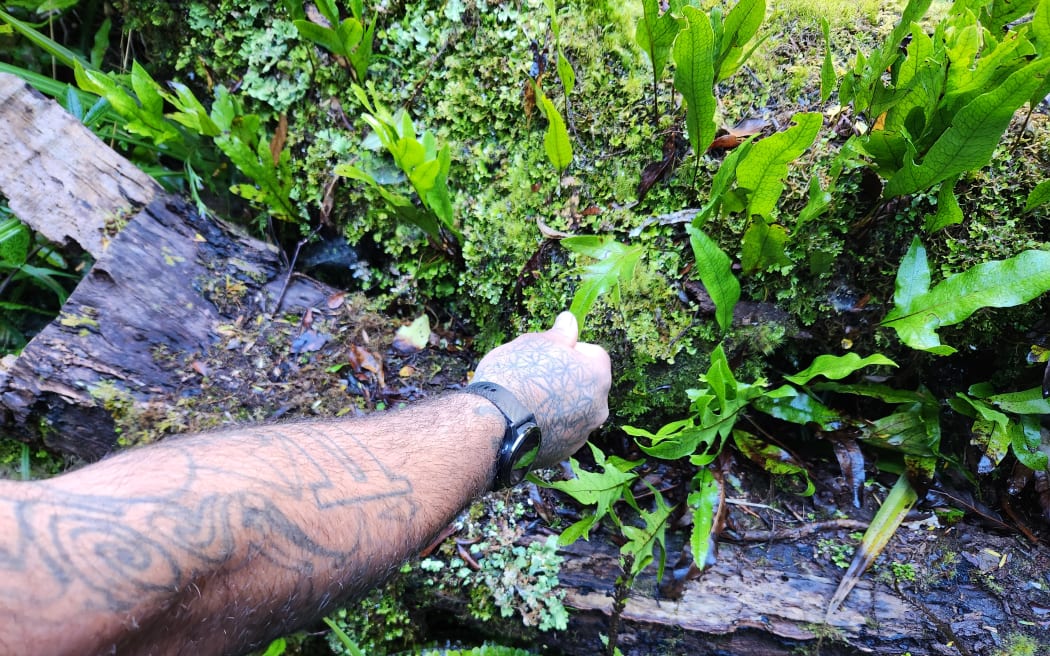 Mt Taranaki ranger Tāne Houston - 'we let the forest talk for itself' | RNZ