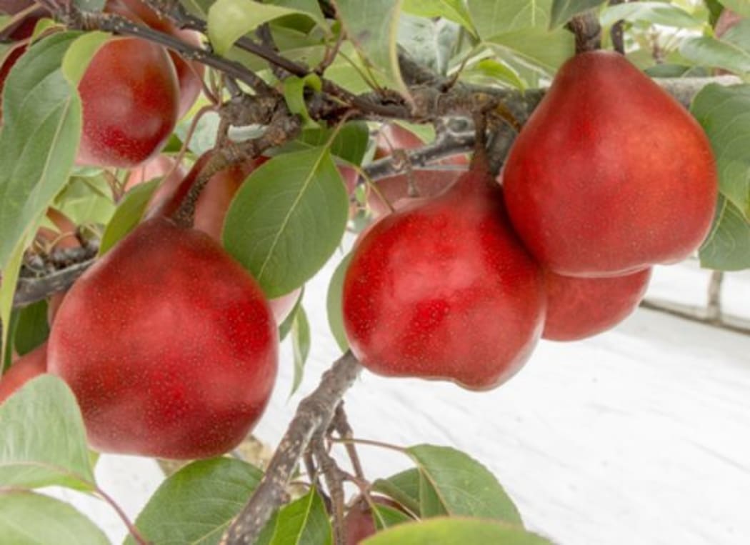 Piqa Boo! What’s new in apples and pears | RNZ