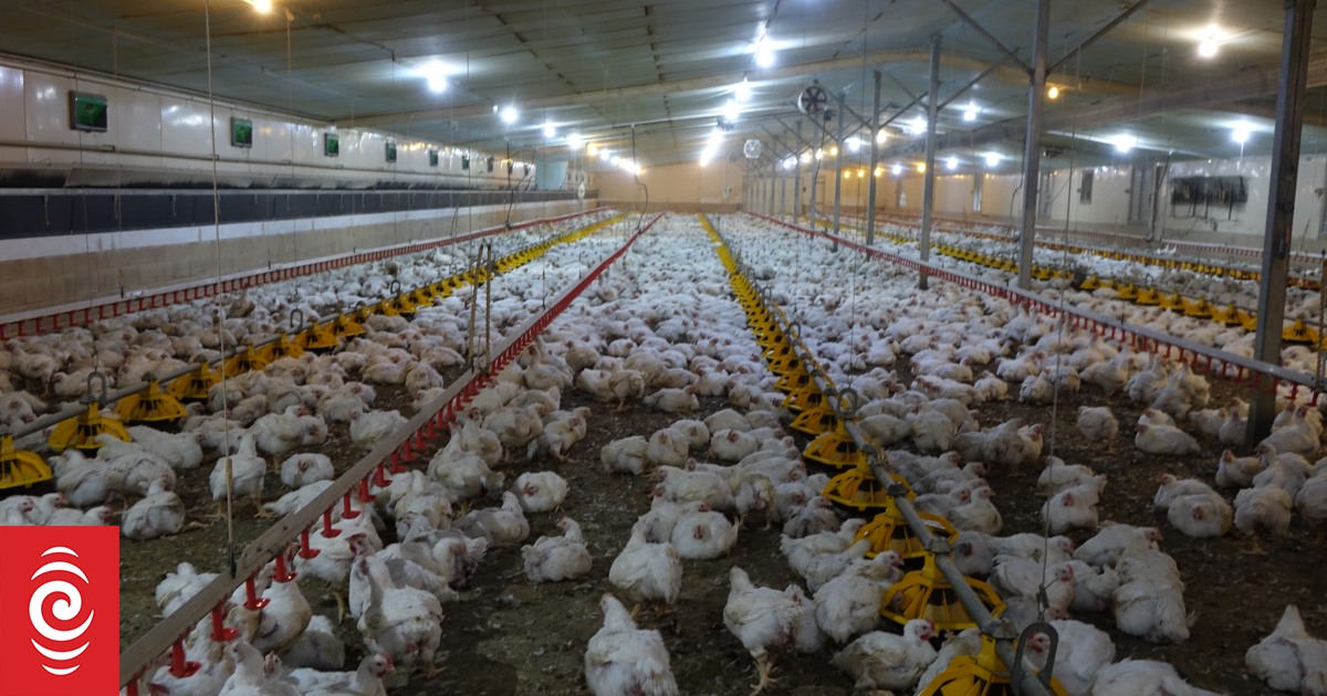 Plans for country's biggest chicken farm plucked by OIO | RNZ News
