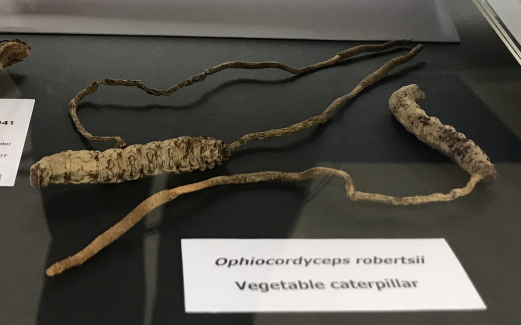 Fascinating fungi and pesky pathogens | RNZ