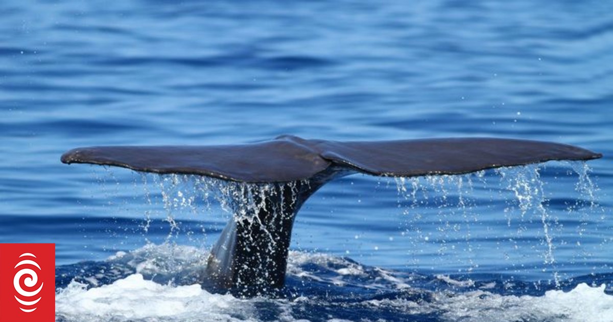 Taranaki whale toll reaches 12 | RNZ News
