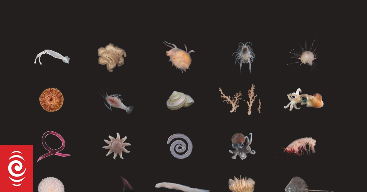 A voyage of deep-sea discoveries | RNZ News