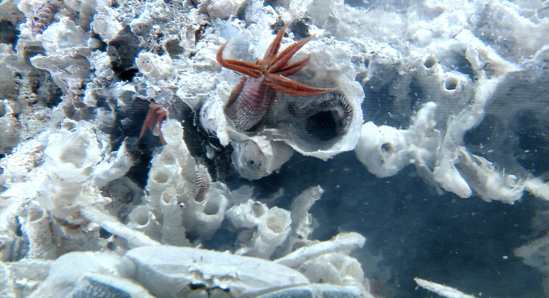 Professor Craig Cary: exploring extreme bacteria in Antarctica | RNZ