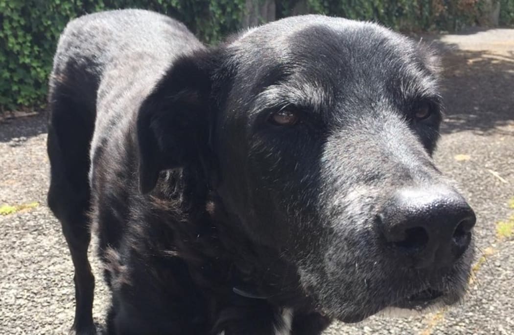 New shelter set up for Samoa's stray dogs | RNZ News