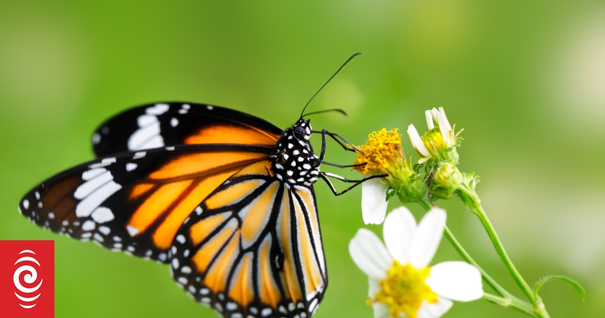 Mexican monarch butterfly activist Homero Gomez found dead | RNZ News