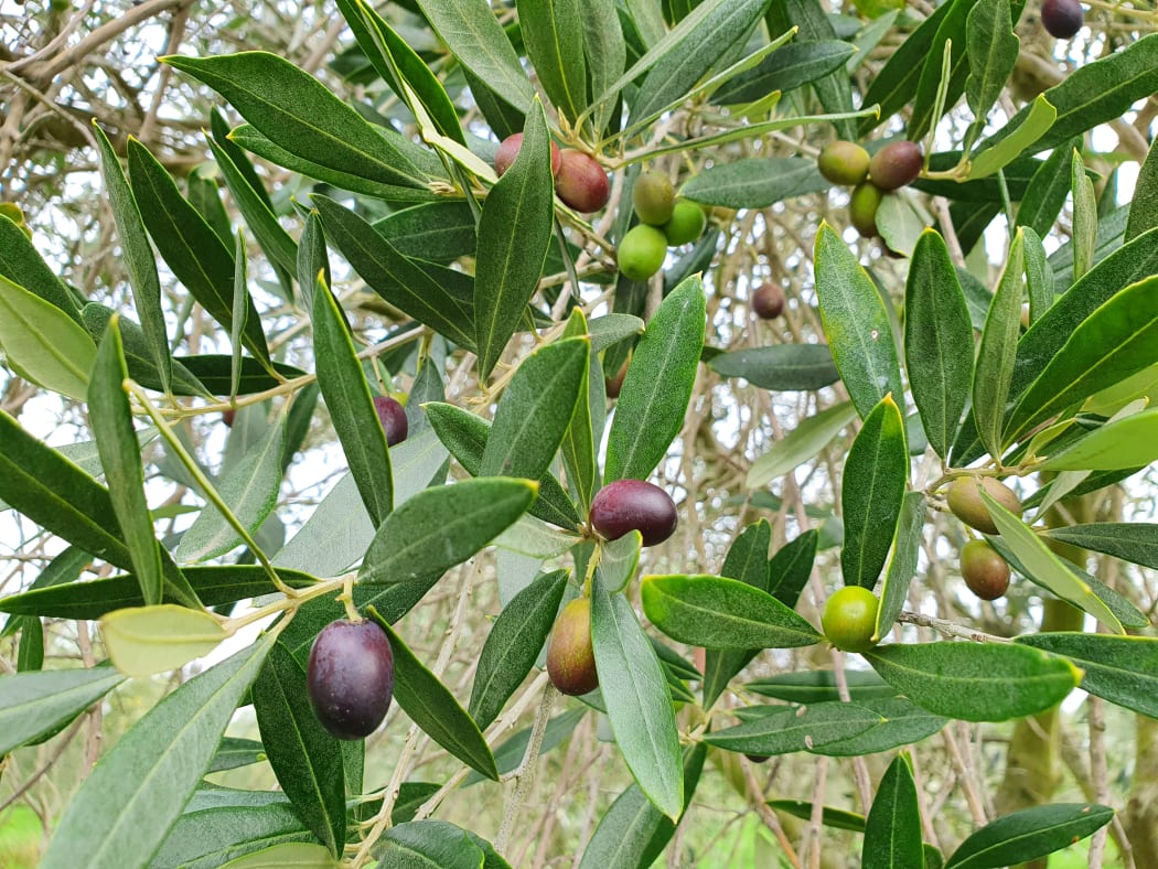 Dali olive oil - a picture of health | RNZ