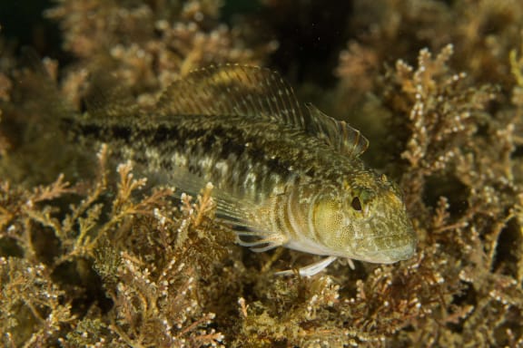 Rock Pool Fish | A Gallery from Our Changing World | RNZ National