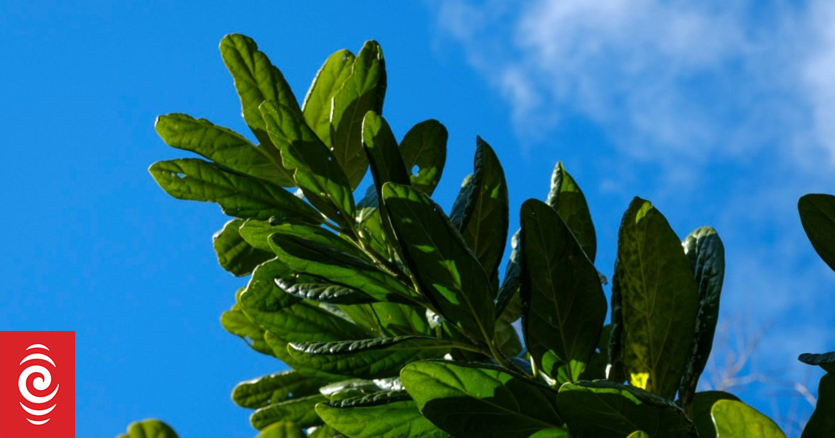Ngāti Kuri ancestral knowledge rescues endemic species from extinction ...