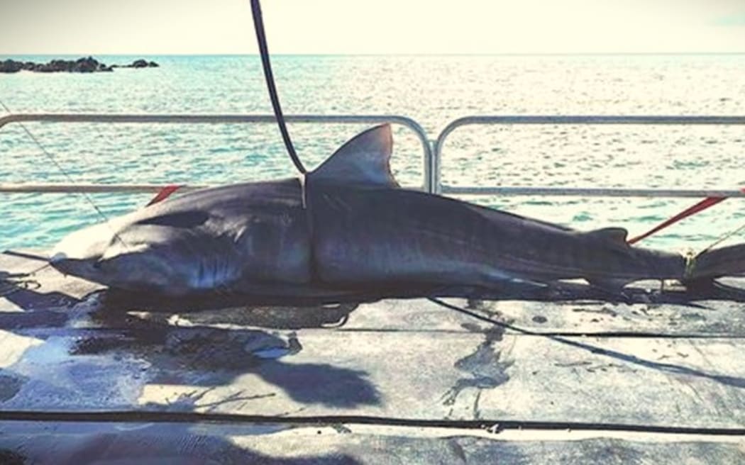 No more shark culling off Nouméa beaches, court orders | RNZ News