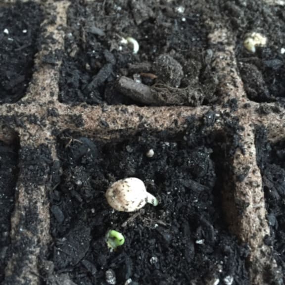 Floating food barge | A Gallery from Afternoons | RNZ National