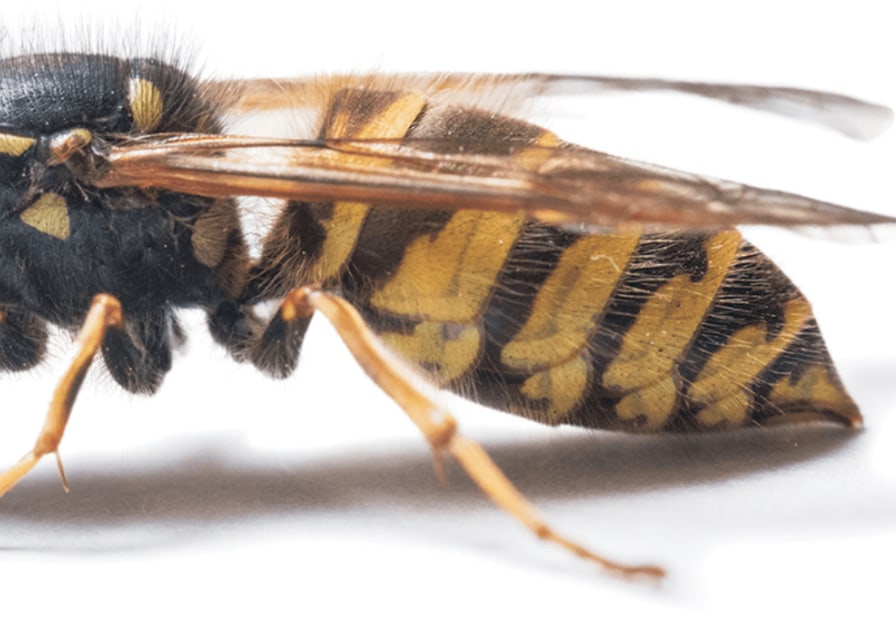 Tackling the summer spike in invasive wasps | RNZ