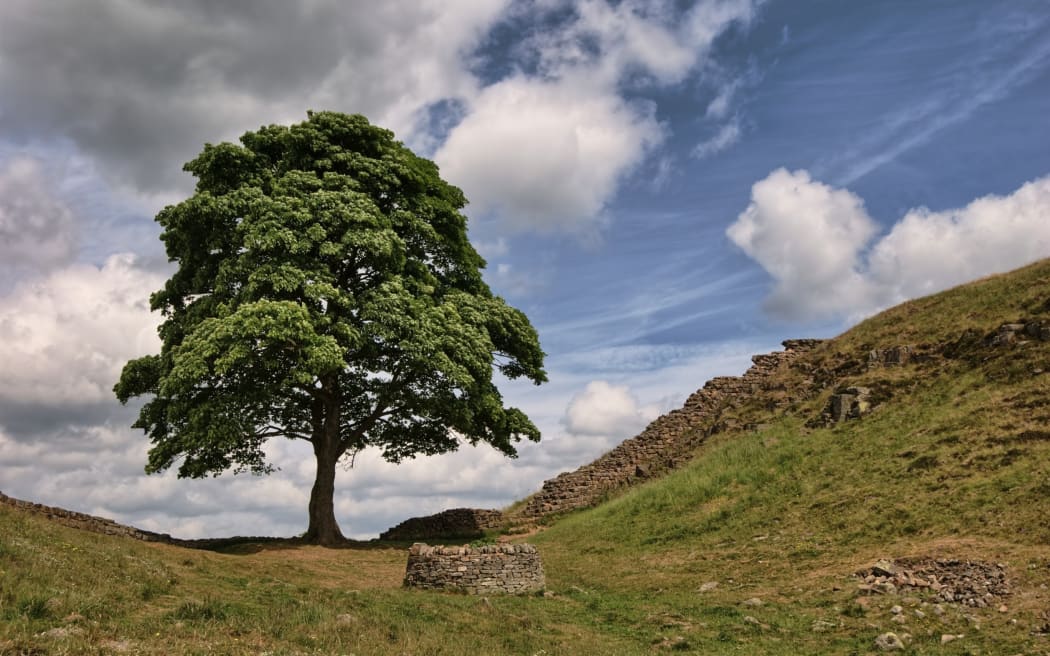 In search of the Old Ones: Where to find the world's longest-lived ...