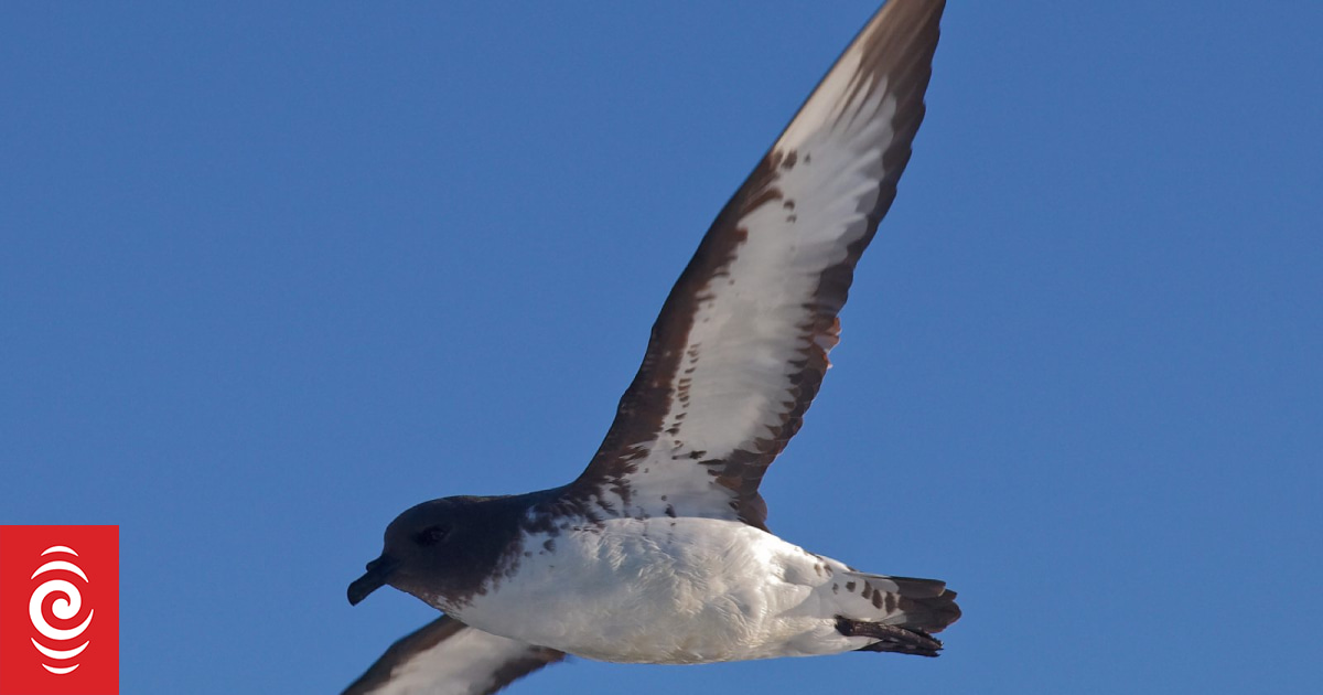 Scores of confused birds crash in Kaikōura, lighting blamed | RNZ News
