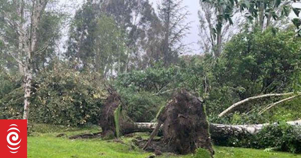 Trees ripped from ground by fierce winds at internationally recognised ...