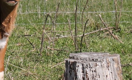 Man admits bobby calf cruelty charges | RNZ News