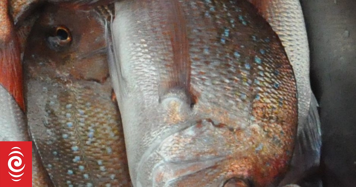 Iwi intends to ignore new snapper limits | RNZ News