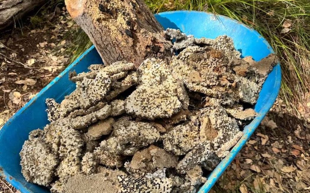 Huge 40-litre European wasp nest found in West Australian town | RNZ News