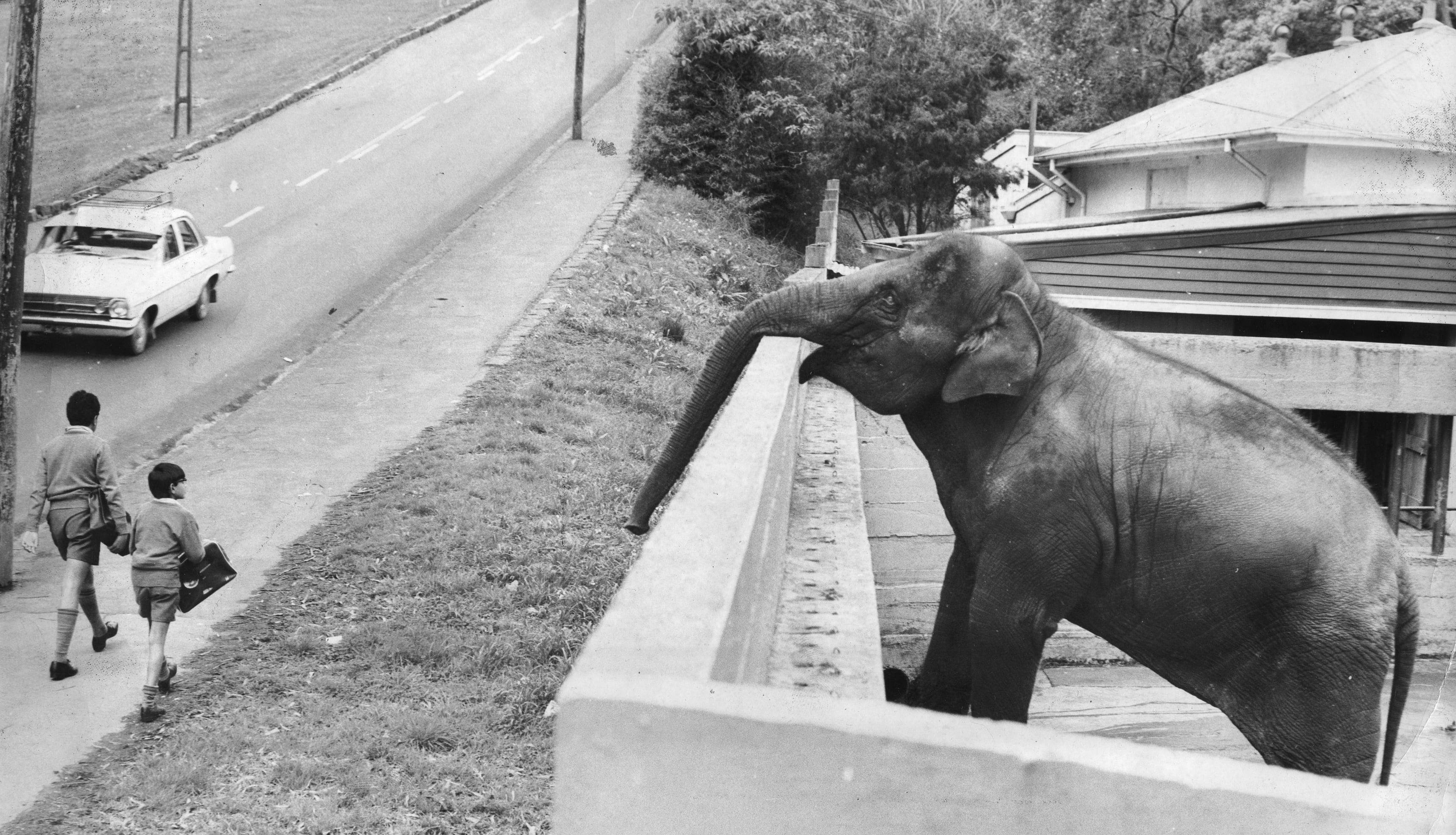 Auckland Zoo: 100 Years, 100 Stories | A Gallery from Saturday Morning ...