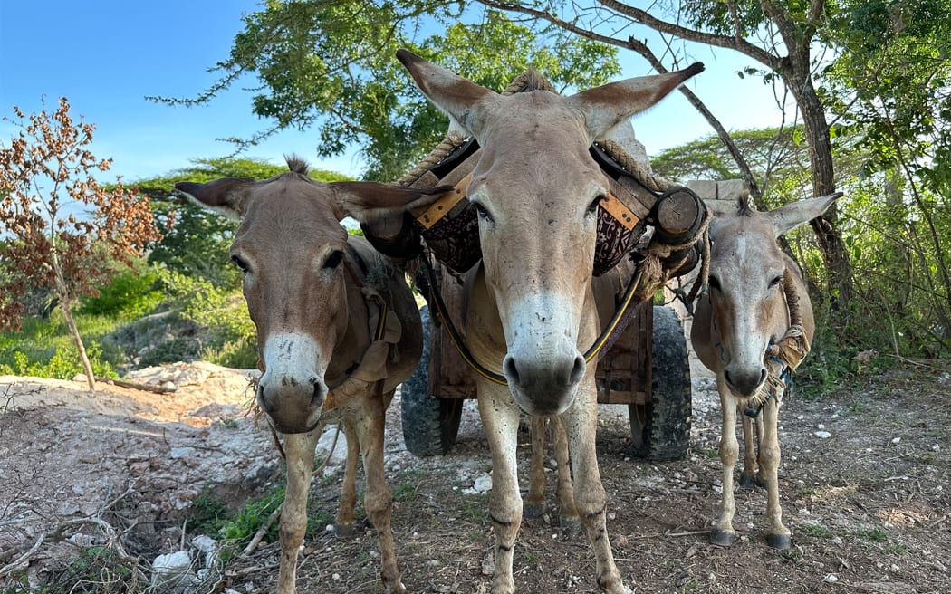 Millions of donkeys killed each year to make medicine | RNZ News