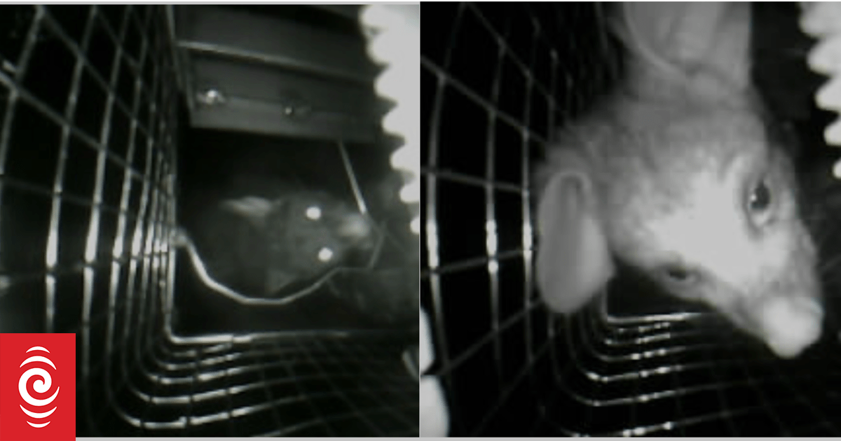 AI cameras in pest traps recognise predators and birds | RNZ
