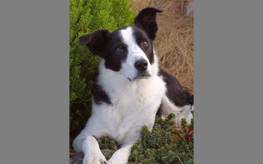 The dog who woke Ōhau: Heroic Border Collie honoured in new book | RNZ News
