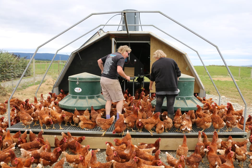 Healthy home for chooks at clifftop egg farm | RNZ